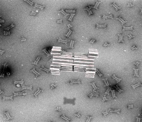 Scientists Create Synthetic Nanopores Made From Dna