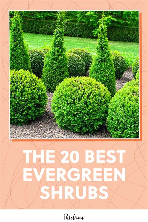The 30 Best Evergreen Shrubs For The Front Of Your House Jardines Rústicos Jardines Jardinería