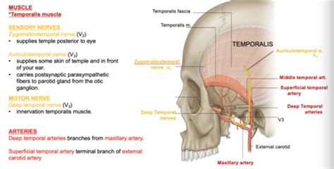 Temporal And Infratemporal Fossa Flashcards Quizlet