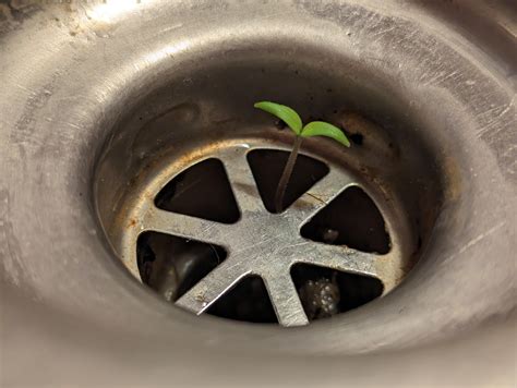Life Uh Finds A Way Rpics