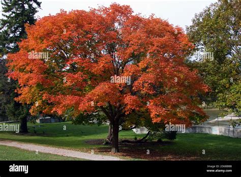A Deciduous Maple Tree As It Turns Colour During Autumn In Southwestern