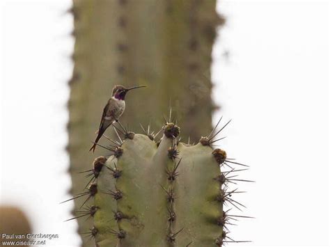 Oasis Hummingbird Rhodopis Vesper