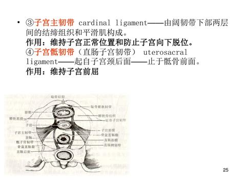 Ppt Chapter 7 Reproductive System 生殖系统 Powerpoint Presentation Id