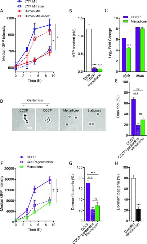 Ros Induced Translational And Atp Synthesis Defects Regulate Bacterial Download Scientific
