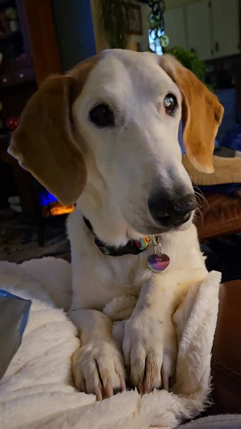 Daisy Loves A Potato Chip Album On Imgur