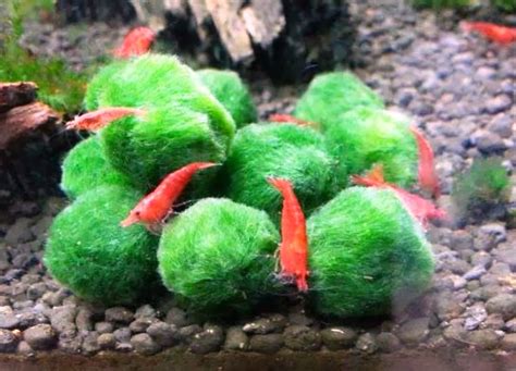 Aquabay U Mini Marimo Moss Balls
