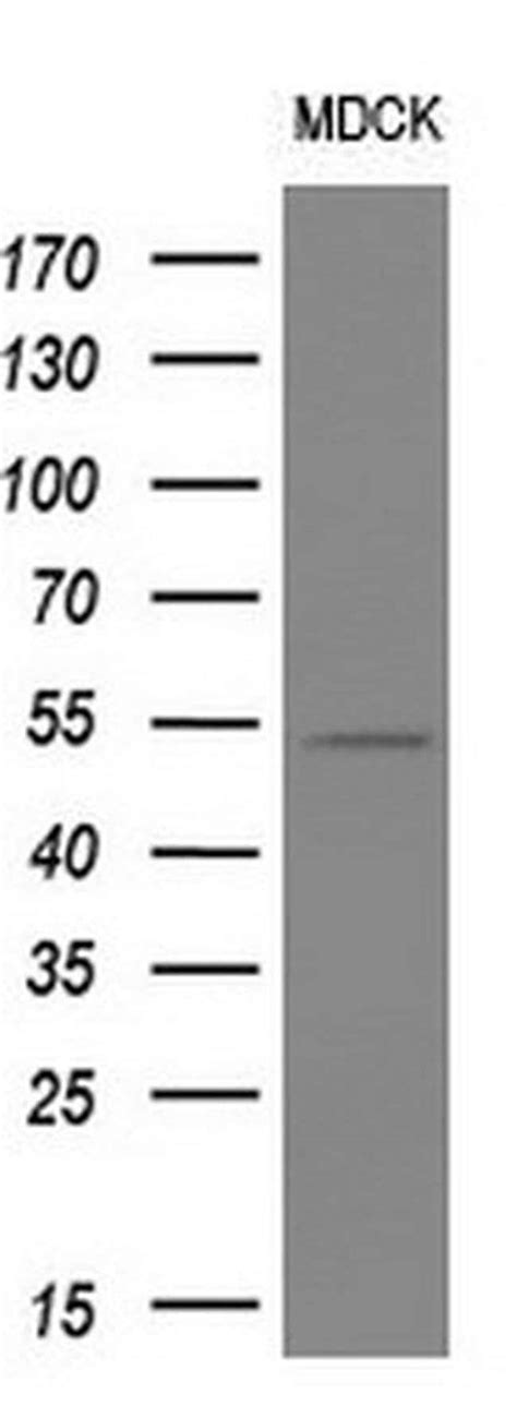 Siglec9 Mouse Anti Human Clone Oti3g8 Liquid Truemab™ 100 μl