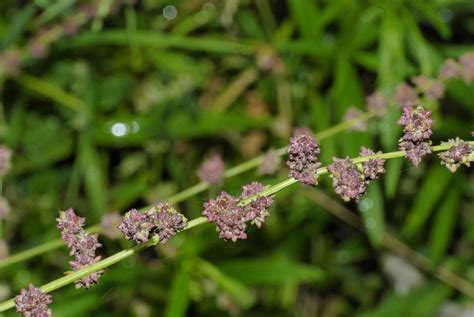 Atriplex Prostrata 080415 5775 Eastern Creek Western Sydn… Flickr