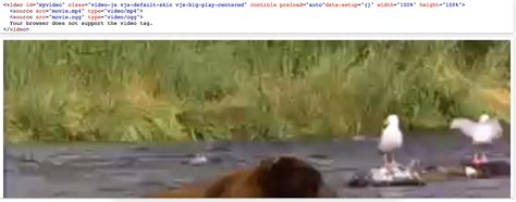 javascript video js width 100 height 100 is not working