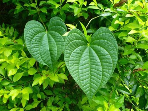 捻花惹草