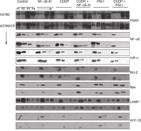 Western Blot Analysis Signalingapoptosis Molecules Parp Nf κb