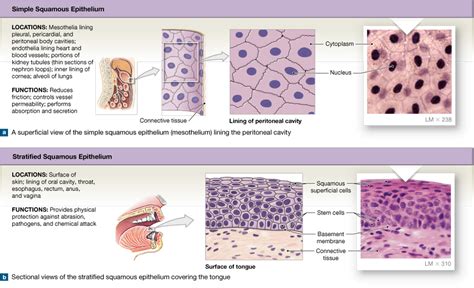 Main Function Of Simple Squamous Epithelium At Peggy Bradley Blog