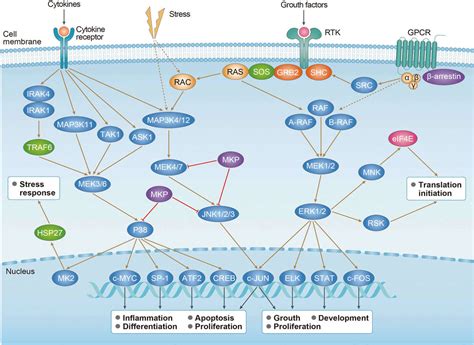 Signal Transduction Pathway Cancer