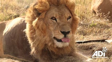 Catnip Toys For Lions Youtube