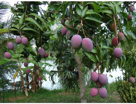 Garden Arts مانجو تومي أتكينز Tommy Atkins Mango🥭🥭🥭