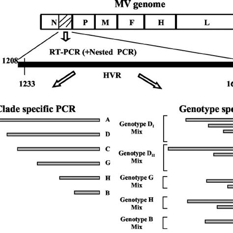 pdf measles virus genotyping by nucleotide specific multiplex pcr