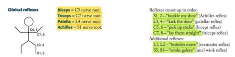 Physiology Pt 4 Flashcards Quizlet