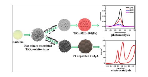 Bacteria Assisted Synthesis Of Nanosheet Assembled Tio2 Hierarchical