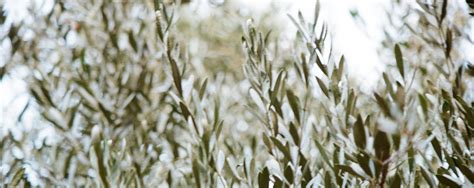 Comprehensive Gut And Microbiome Testing By Dr Brad Leech — Dr Brad Leech