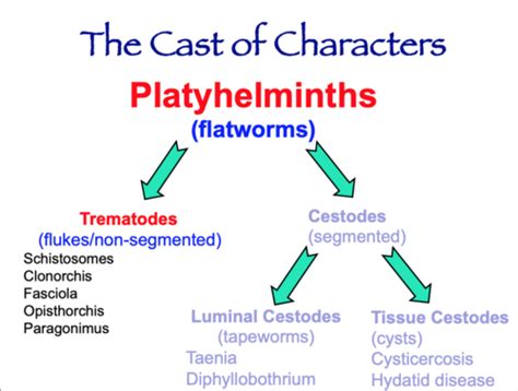 Trematodes And Cestodes Flashcards Quizlet