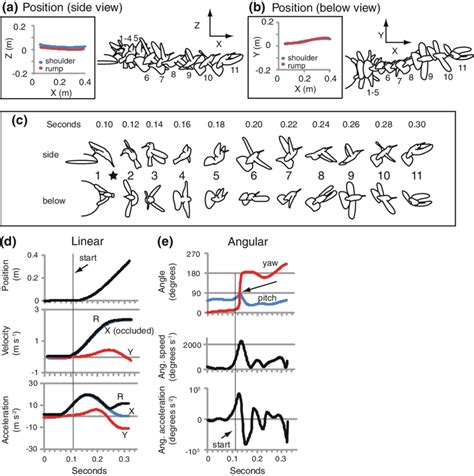 A Typical Pitch Roll Maneuver Performed By An Unmanipulated Female Download Scientific Diagram