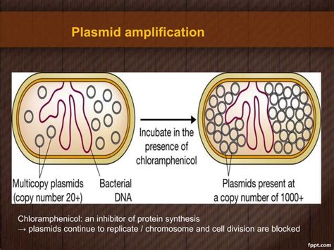 Isolation And Purification Of Dna Pptx Biological Sciences Science