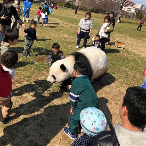都内の人気遊園地に「パンダ」登場！？ ふれあい＆一緒に写真も いこーよニュース