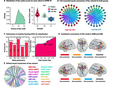 冯廷勇教授团队在《cerebral Cortex》发文揭示疫情前恐惧相关的神经网络可预测疫情中的恐惧易感性 心理学部