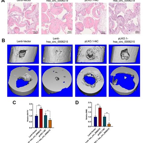 Circrna Hsa Circ 0006215 Promotes Bmscs Osteogenesis And Bone Download Scientific Diagram