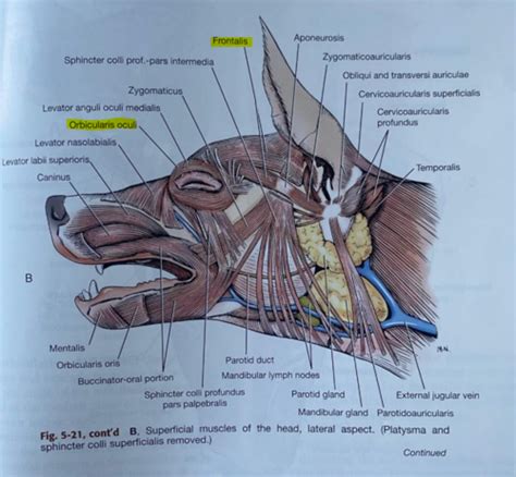 Muscles Of Head Neck And Trunk Flashcards Quizlet