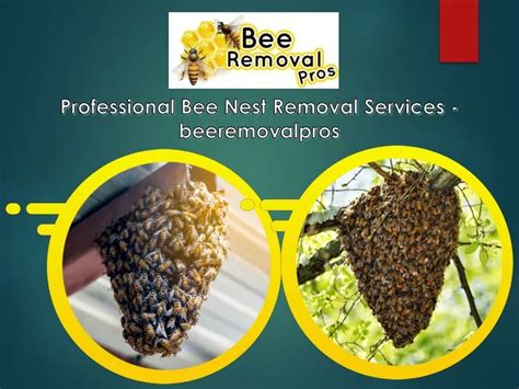 Ppt Professional Bee Nest Removal Services Beeremovalpros Powerpoint