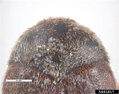 Glabrous Cabinet Beetle Trogoderma Glabrum Coleoptera Dermestidae