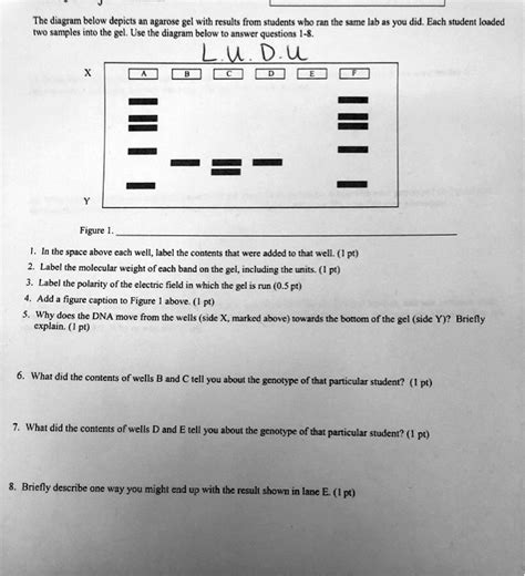 Solved The Diagram Below Depicts An Agarose Gel With Results From