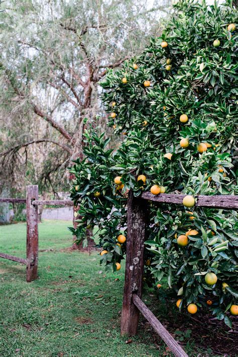 Citrus Tree Roots How To Tell If Your Plant Is Root Bound Better Homes And Gardens