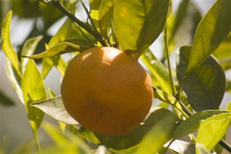 ¿en Qué Clima Crecen Las Naranjas