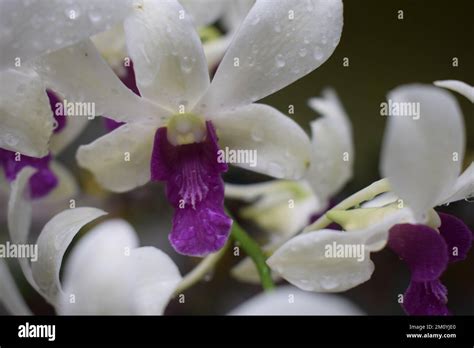 Beautiful Tiger Orchid Flowers In The Yard Of The House Also Called