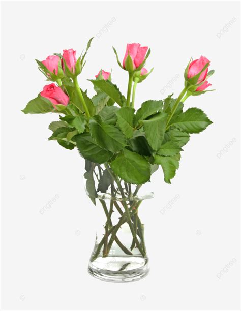 粉紅玫瑰花束粉紅色 生日 荊棘 花卉PNG去背圖片素材免費下載免摳圖設計圖案下載 Pngtree