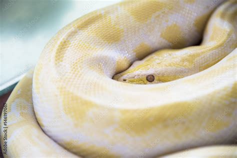 Albino Burmese Python Golden Thai Python Gold Pythonreticulated