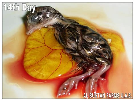 Development Of Quail Embryo Ppt