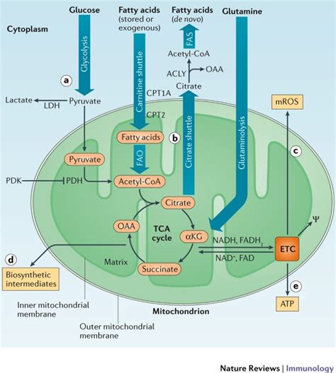 Mitochondrial Control Of Immunity Beyond ATP Nature Reviews Immunology