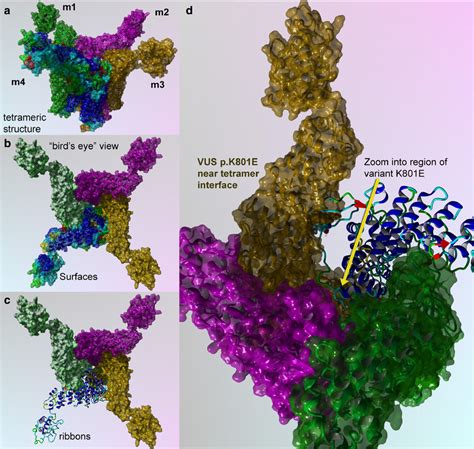 Trpv4 Surface And Mapping For Interaction For Wild Type And Pk801e
