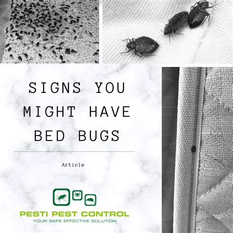 How To Know If You Have Bed Bugs Pesti Pest Control Perth