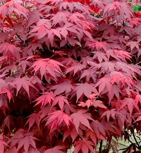 Red Japanese Maple Tree Acer Palmatum Atropurpureum