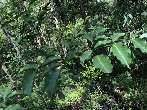 Celery Wood From Gold Coast Qld Australia On December 29 2023 At 02