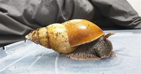Giant African Land Snail AdelleMarius
