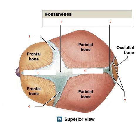 Superior Pediatric Skull Diagram Quizlet