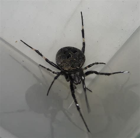 Female Neoscona Nautica Brown Sailor Spider In Ptorivas Philippines
