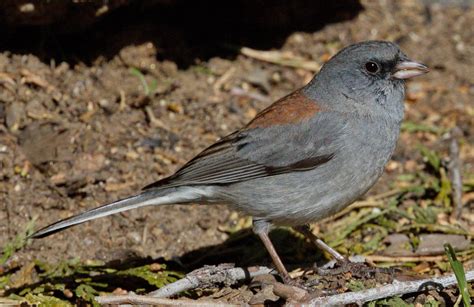 Птица с серой головой 40 фото красивые фото и картинки Pofotoclub