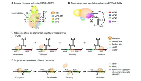Functions Of Viral Rna Structures Viral Structured Rna Elements Are