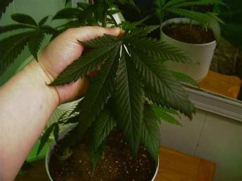 Nitrogen Toxicity Growing Exposed